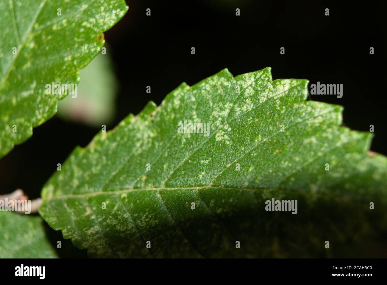 Rosehip leaf hi-res stock photography and images - Alamy