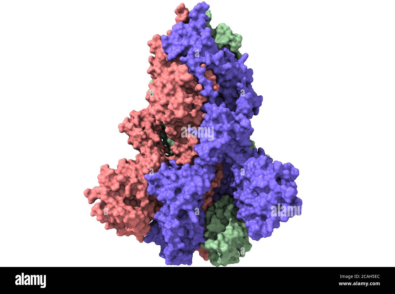 Structure of the SARS-CoV-2 spike glycoprotein, surface model, white ...