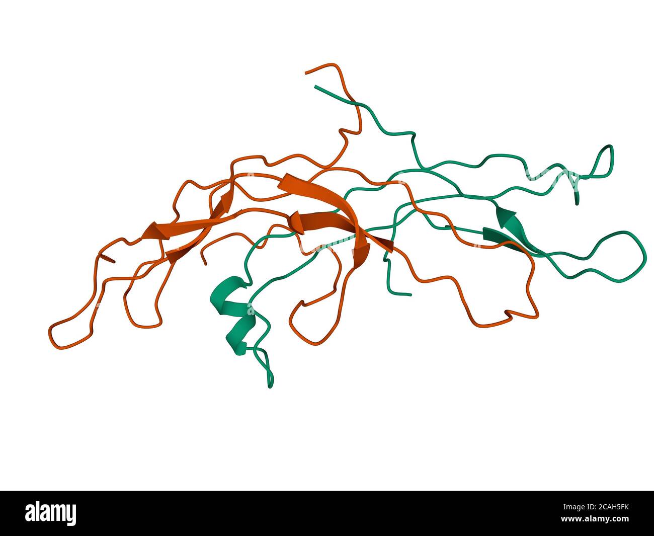Crystal structure of the human chorionic gonadotropin heterodimer, 3D ...