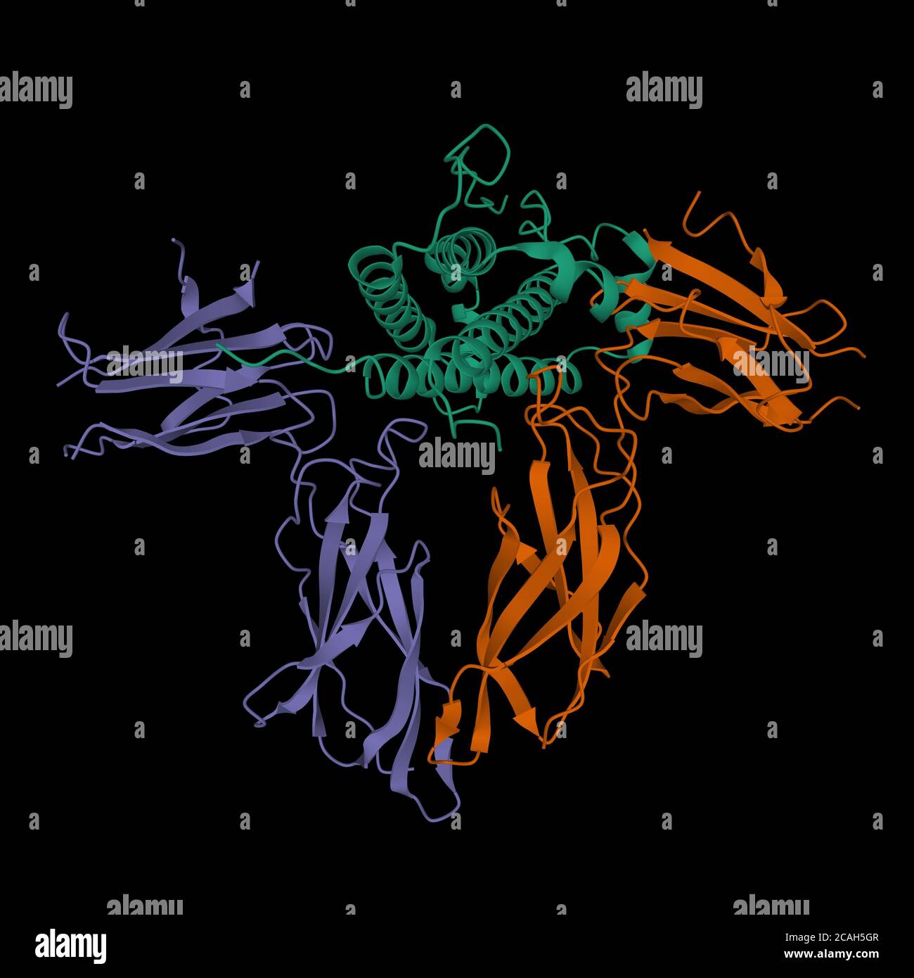 3D cartoon model of human growth hormone (green) interacting with the ...