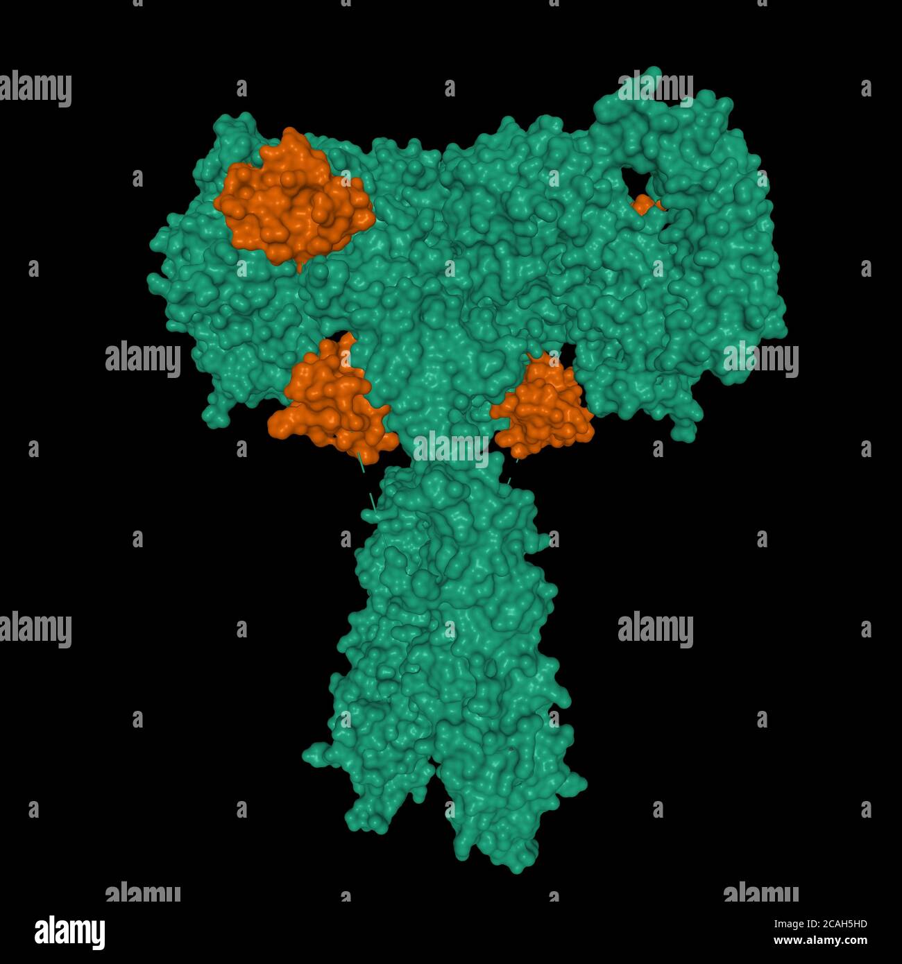 Structure of full-length insulin receptor (green) bound to four insulin ...