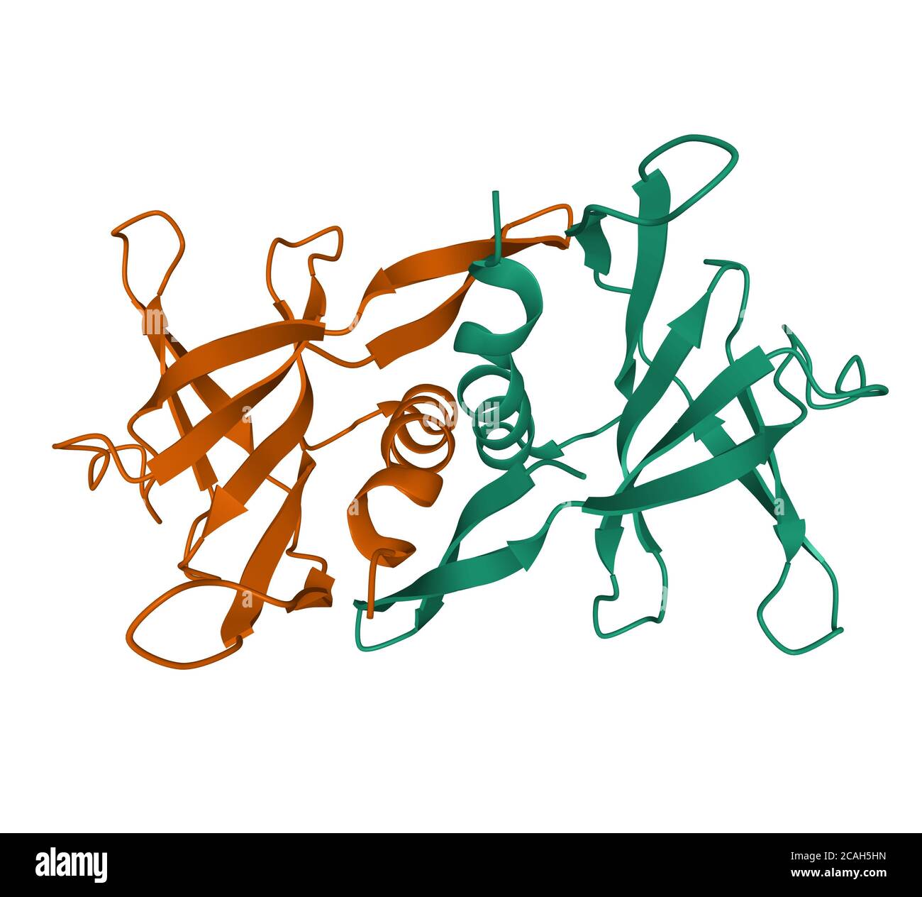 Protein Structure Cartoon