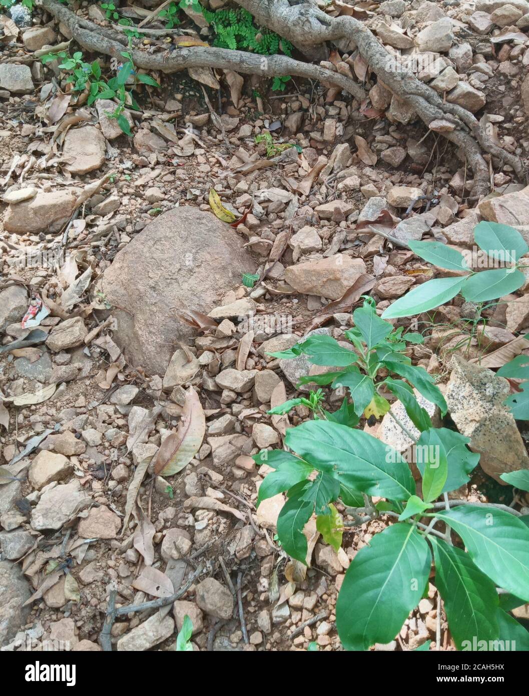 Download the beautiful natural images Stock Photo - Alamy