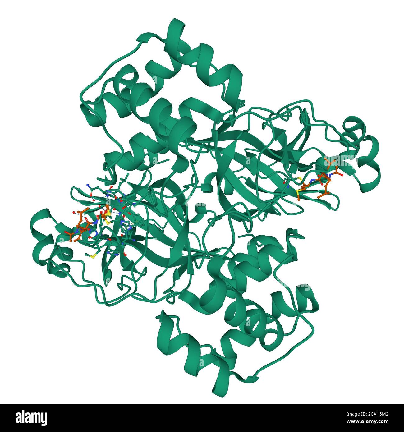Structure of the SARS-CoV-2 (COVID-19) main protease homodimer (green ...