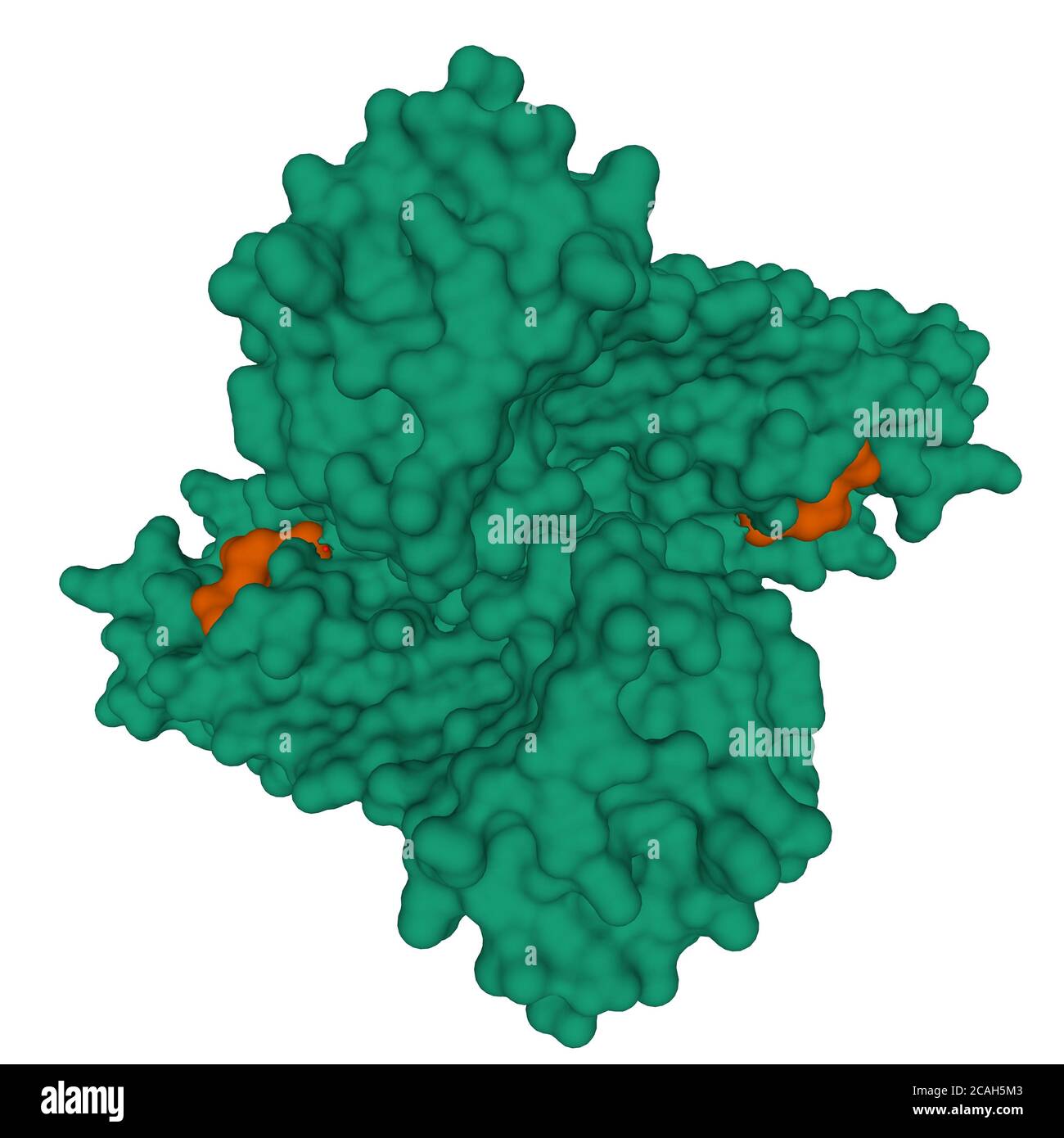 Structure of the SARS-CoV-2 (COVID-19) main protease homodimer (green ...