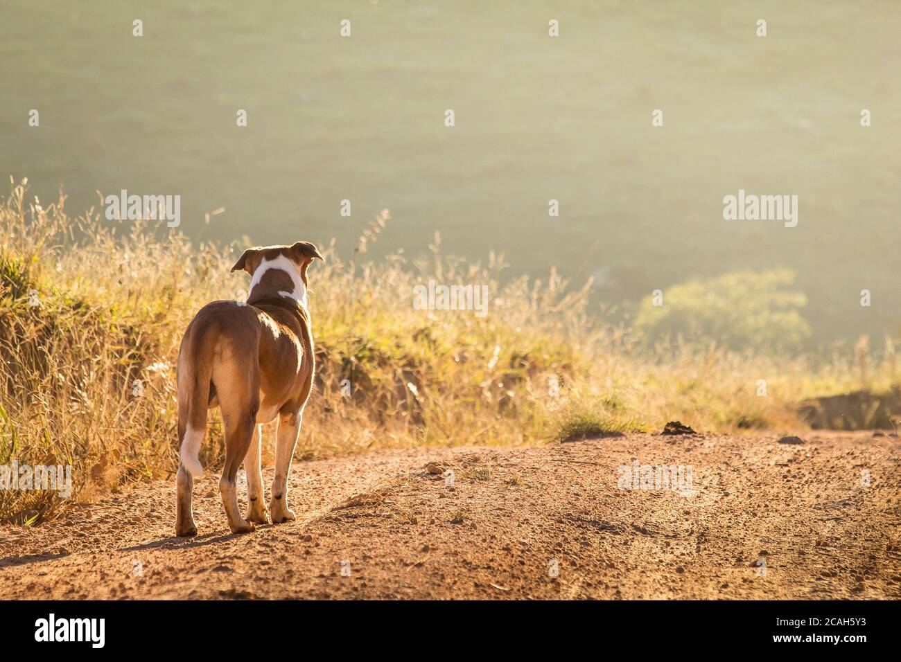 Brazilian Street Dog High Resolution Stock Photography and Images - Alamy