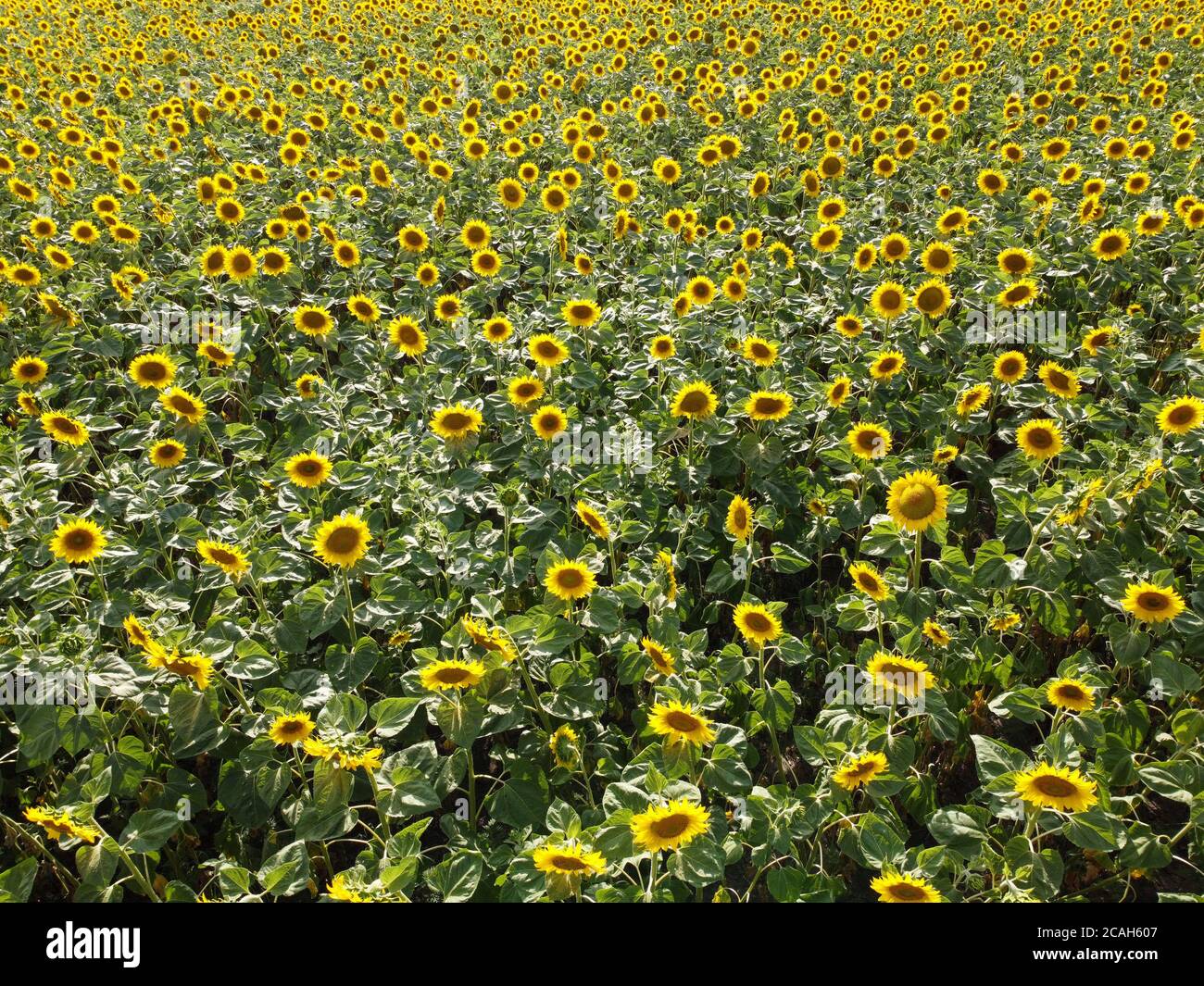 Sunflower field background, blossoming sunflower stalks on the field ...