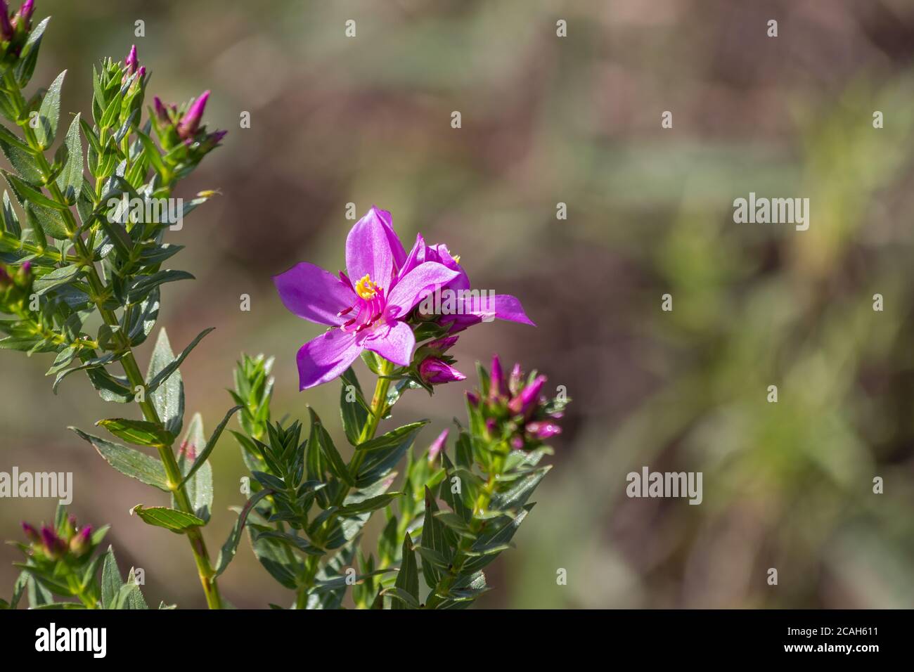 Flower of brazilian Cerrado - Serra da Canastra National Park - Minas ...
