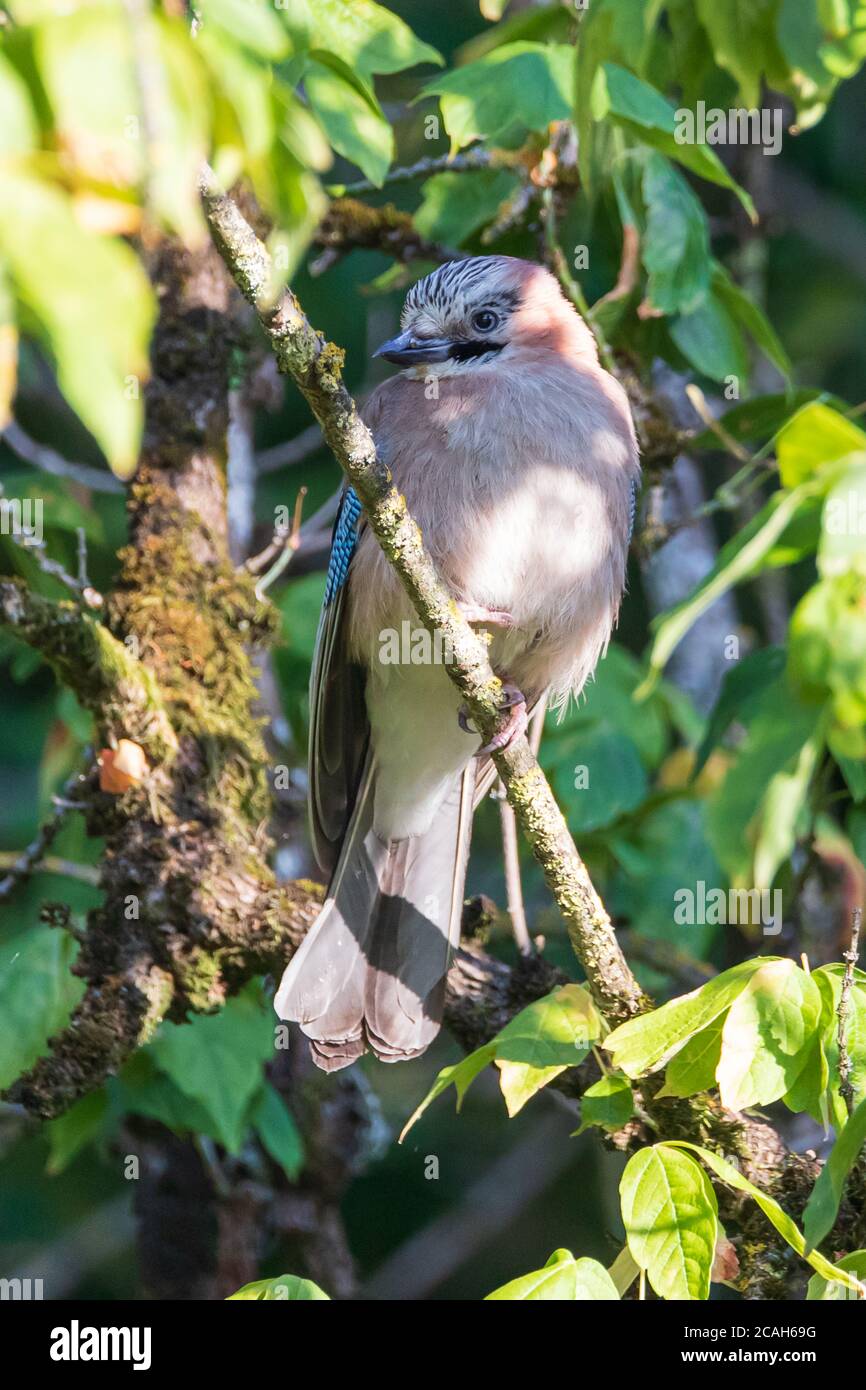 Geai hi-res stock photography and images - Alamy