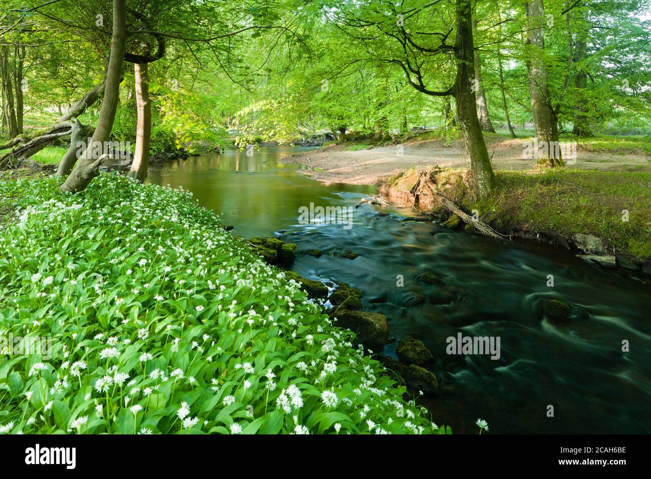 Native trees to ireland hi-res stock photography and images - Alamy
