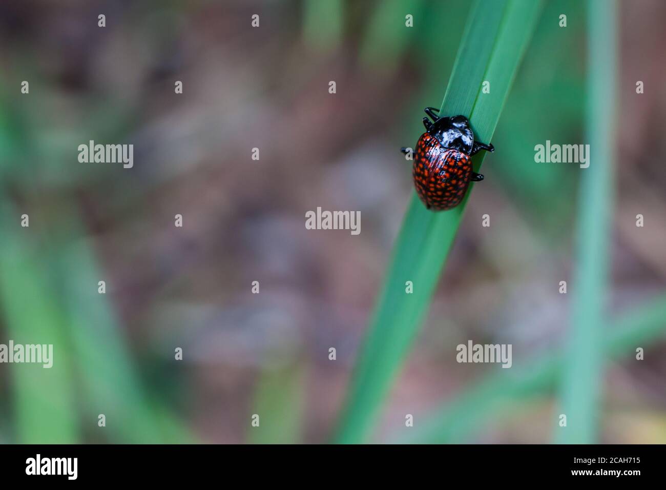 Ladybug climbing a blade of grass of the Brazilian Cerrado Stock Photo ...