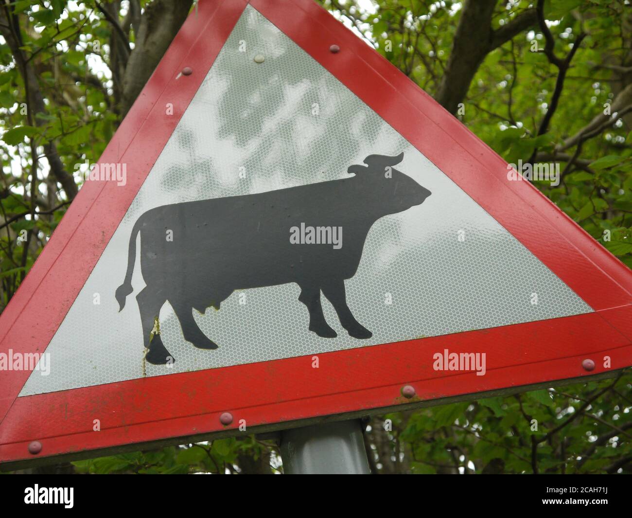 Close-up of a Cattle Warning Sign Stock Photo - Alamy