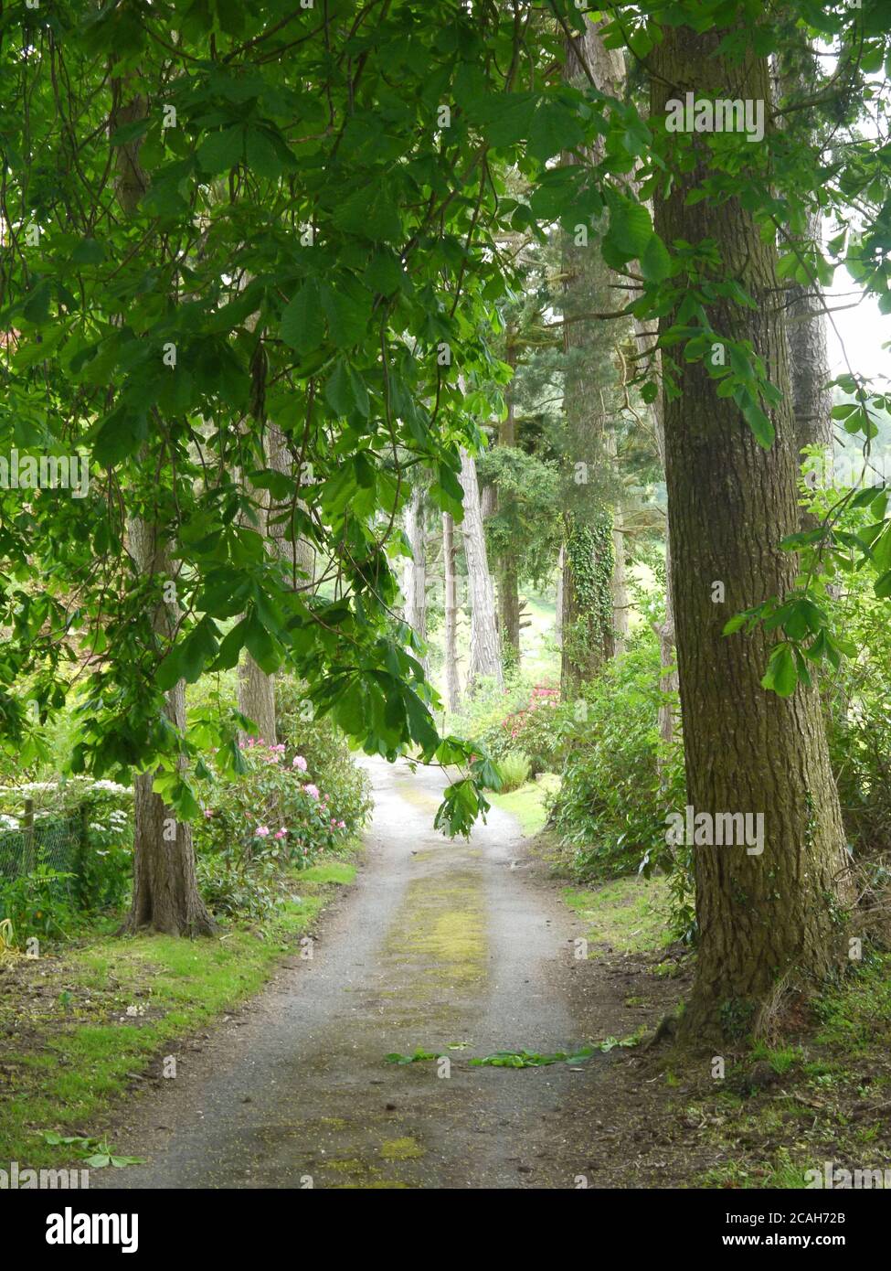 Natural Road in Rural England Stock Photo - Alamy