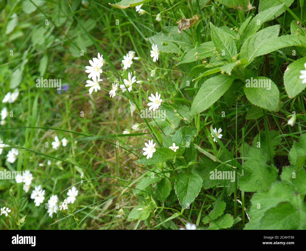 Close up grass flowers hi-res stock photography and images - Alamy