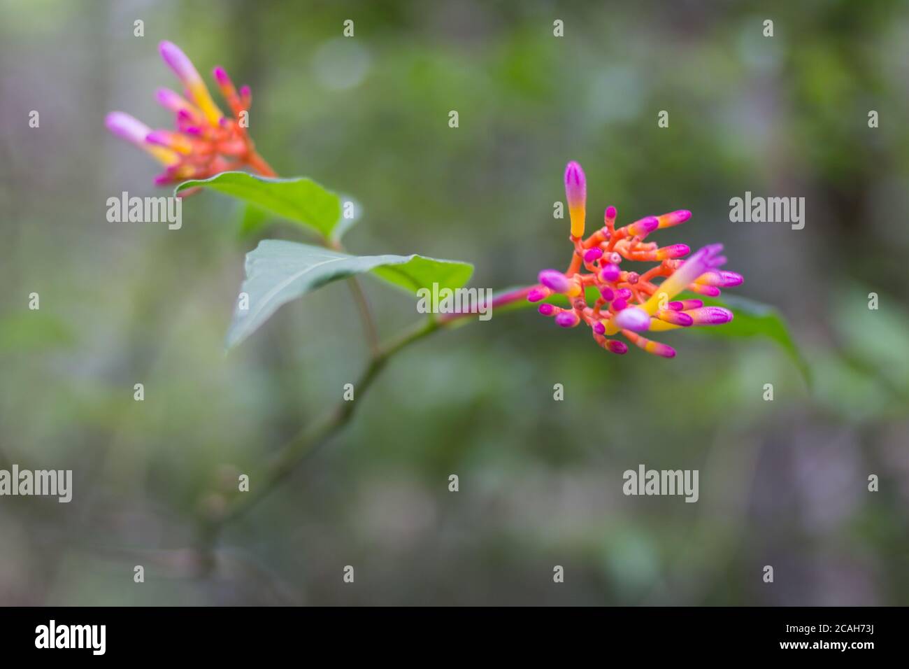 Typical vegetation of the Brazilian Cerrado Stock Photo - Alamy