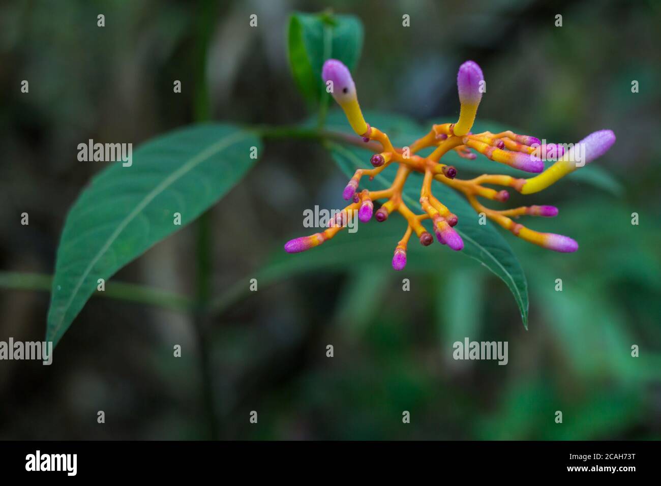 Typical vegetation of the Brazilian Cerrado Stock Photo - Alamy