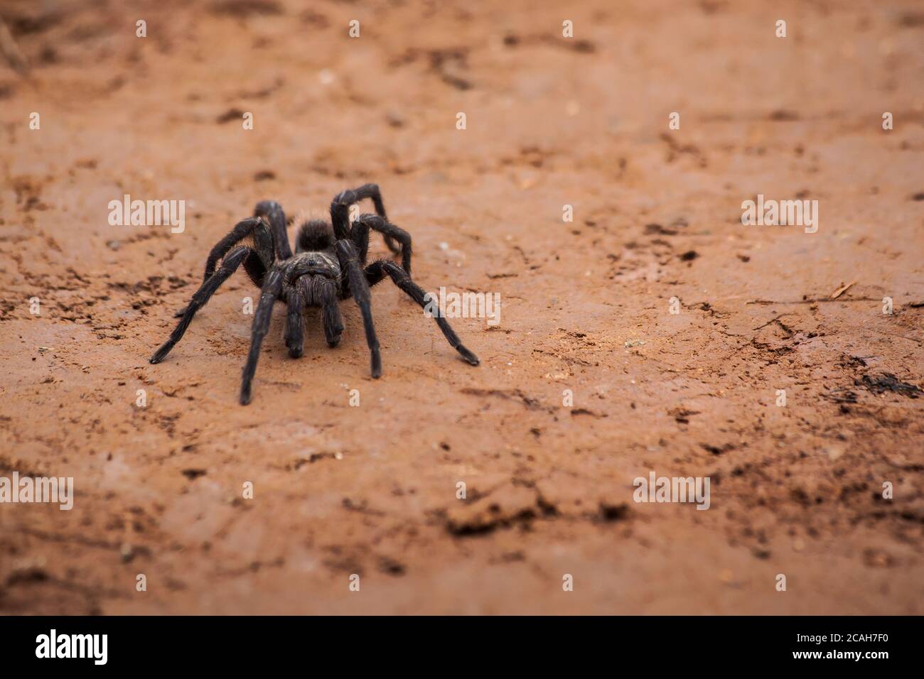 Spider walking at dirt road Stock Photo - Alamy