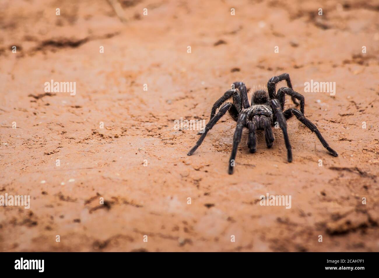 Spider walking at dirt road Stock Photo - Alamy