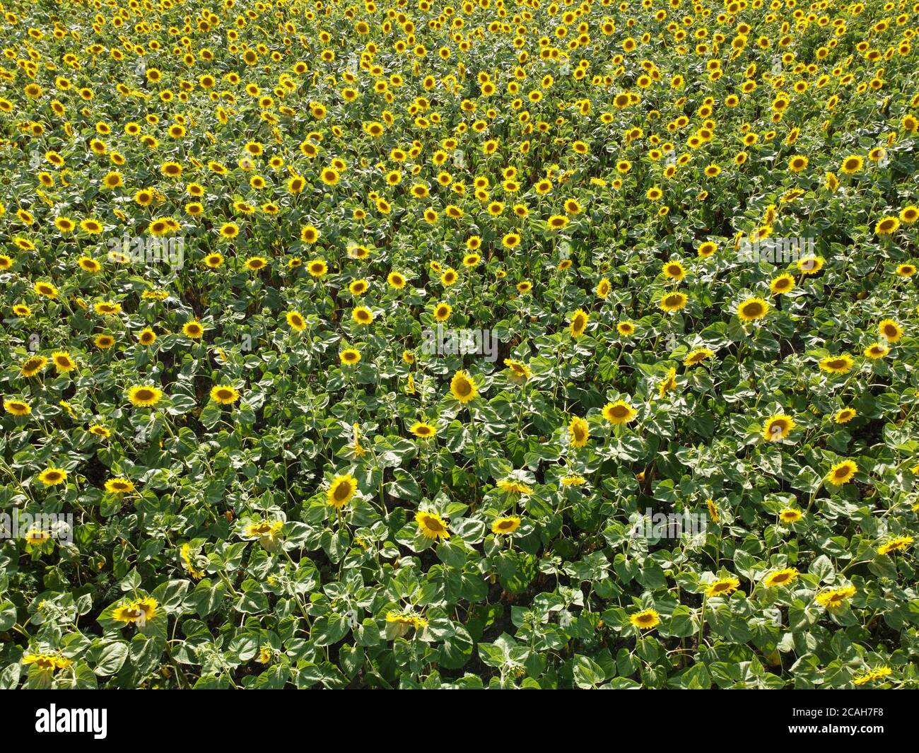 Summer scorching sun hi-res stock photography and images - Alamy