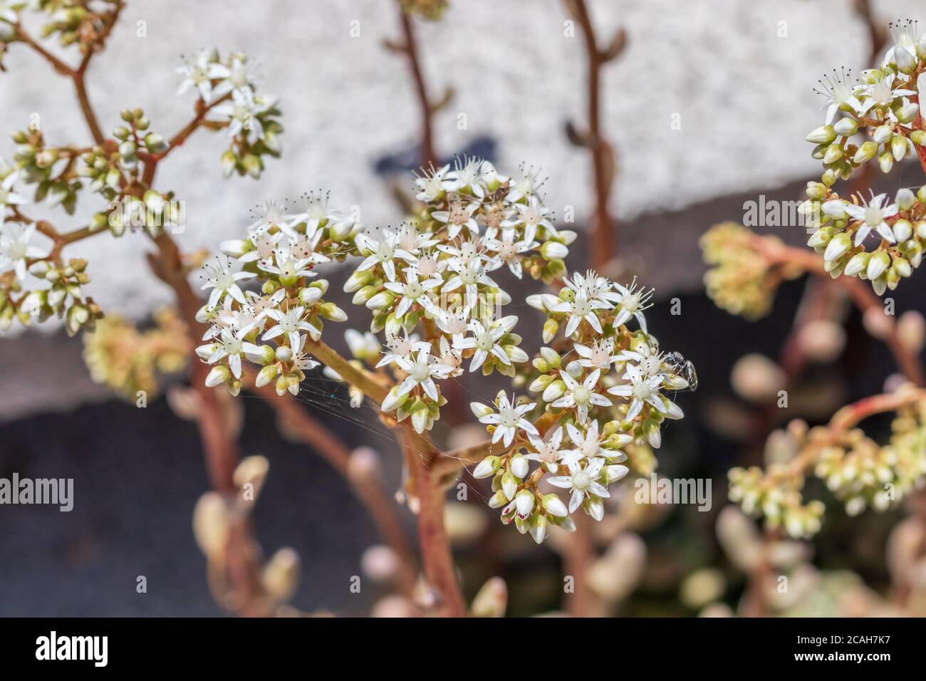 Sedum album, White stonecrop in Flower Stock Photo - Alamy
