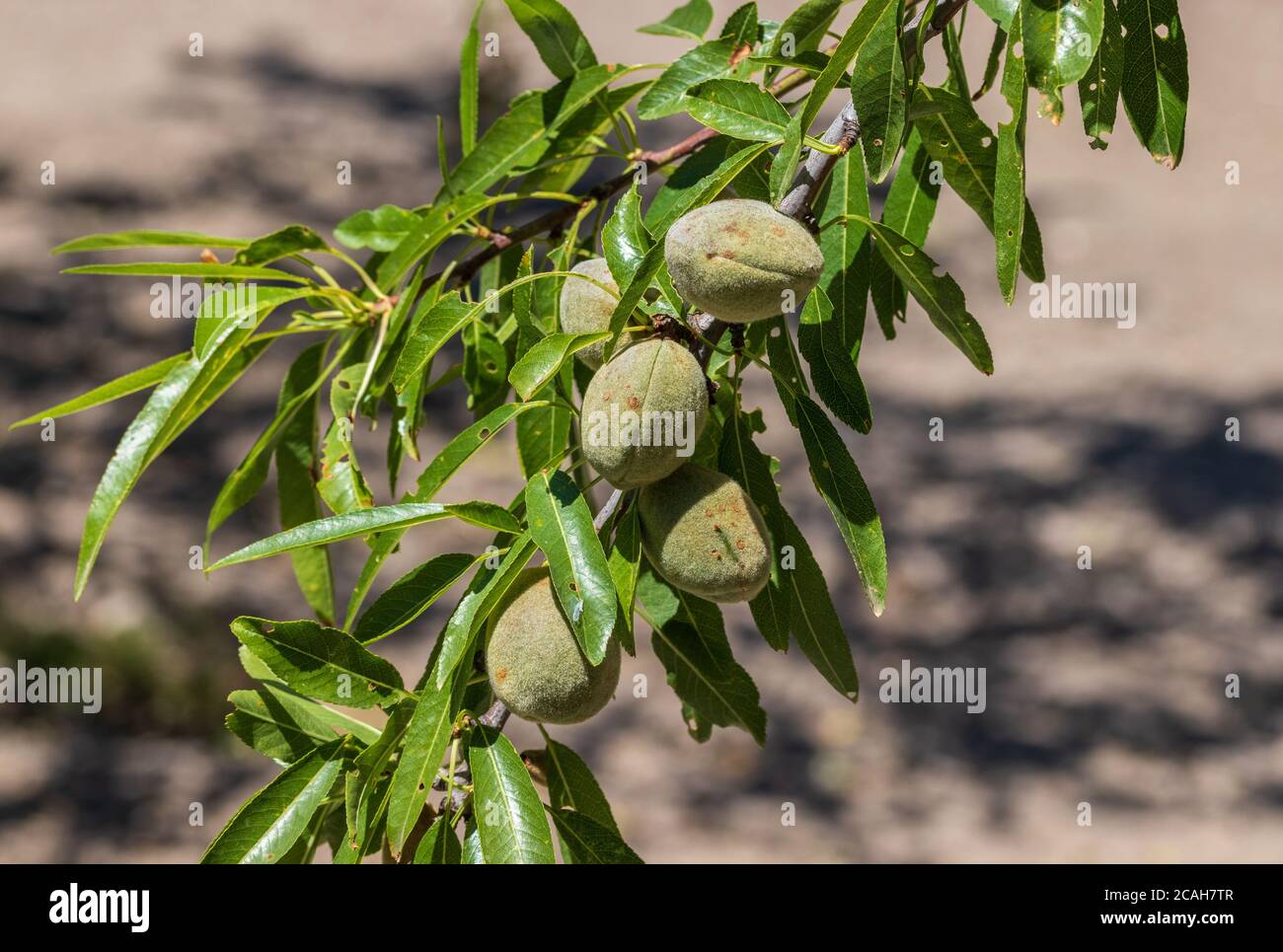 P dulcis hi-res stock photography and images - Alamy