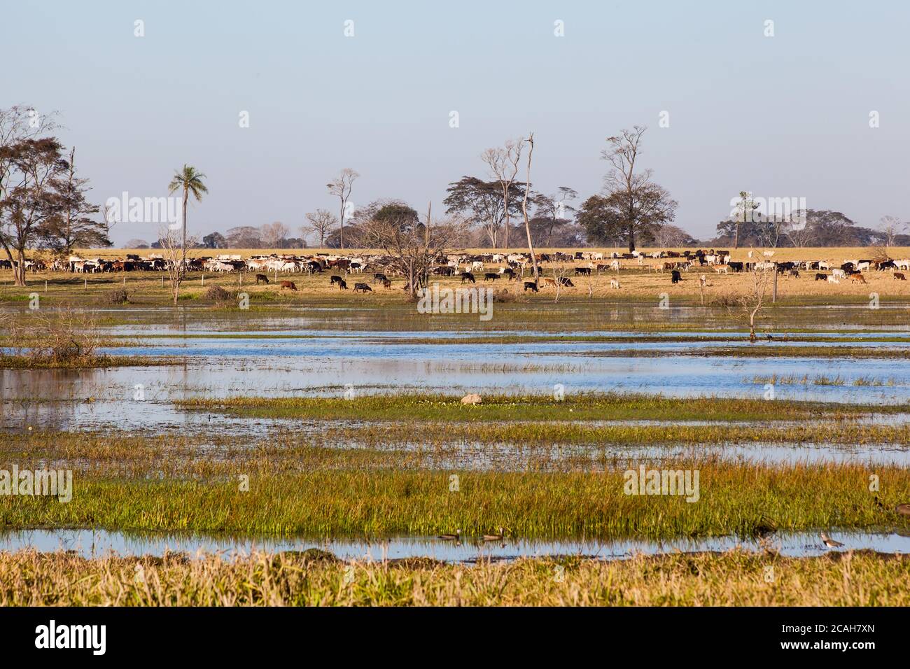 Ranch in the pantanal hi-res stock photography and images - Alamy