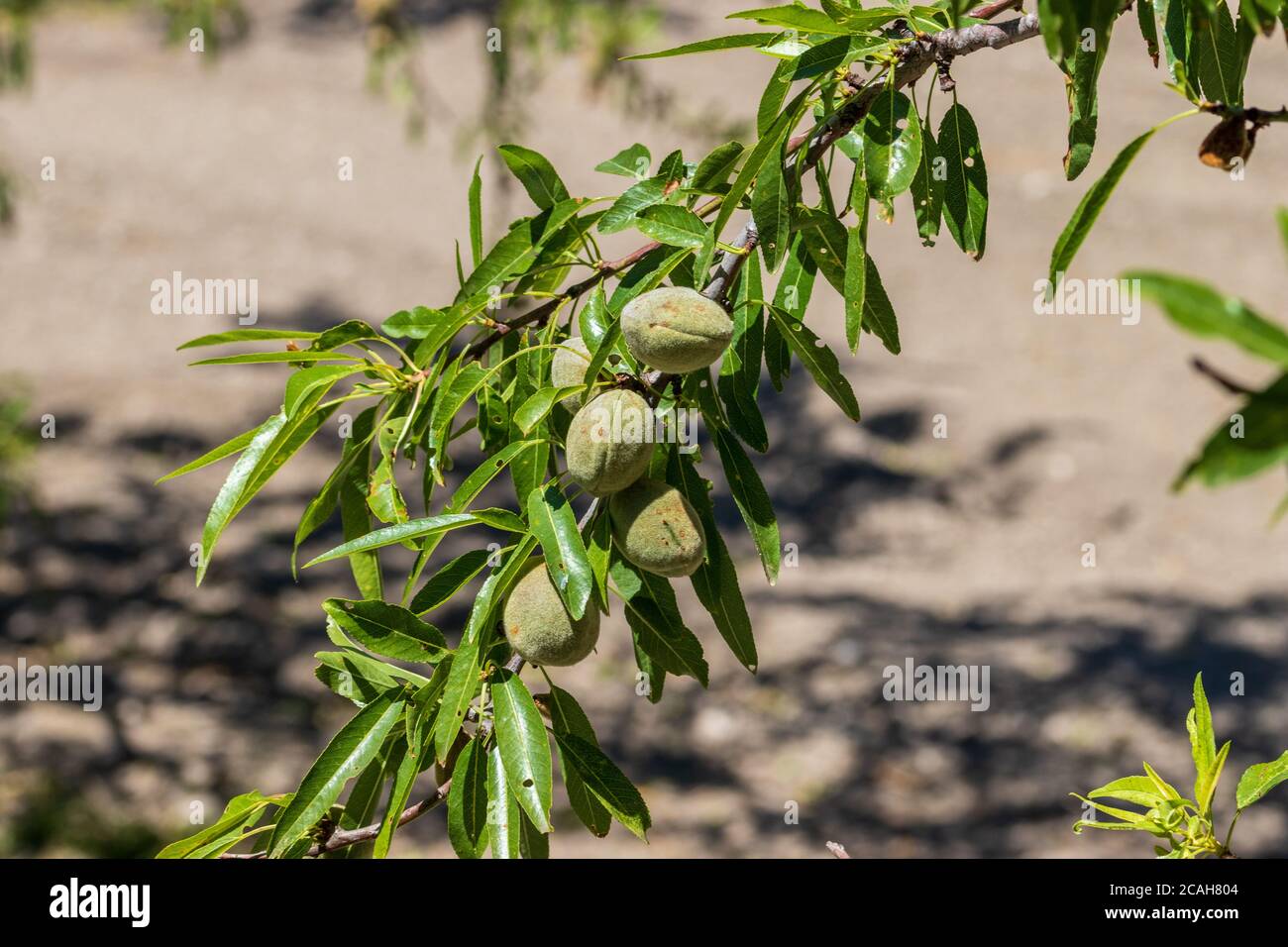 P dulcis hi-res stock photography and images - Alamy