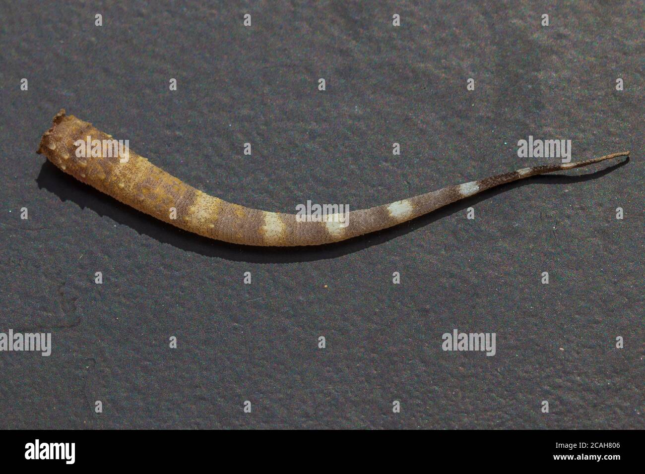 Timon lepidus, Discarded Tail of a Ocellated lizard Stock Photo - Alamy