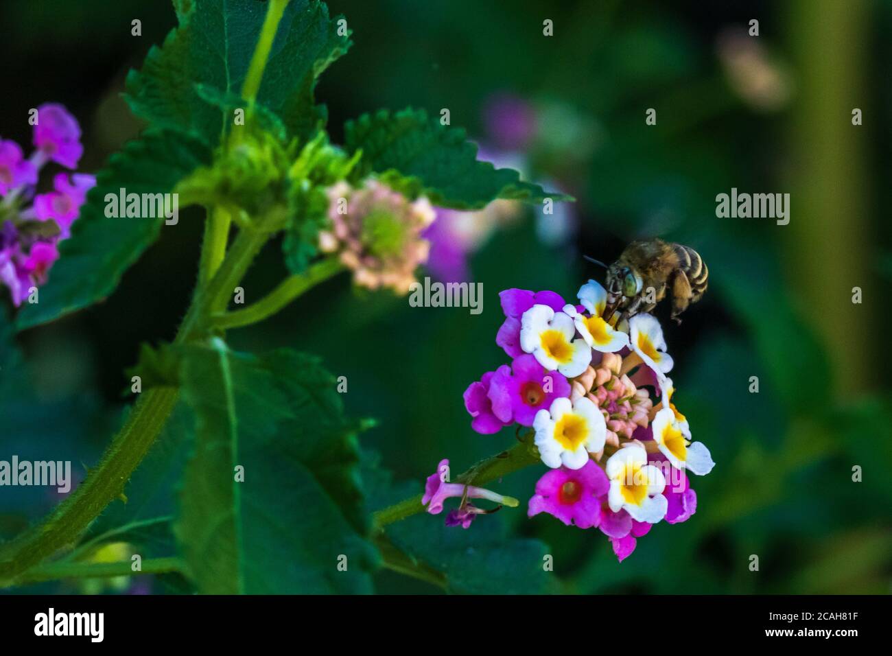 Amegilla garrula, Common Digger Bee Feeding on a Lantana Flower Stock ...