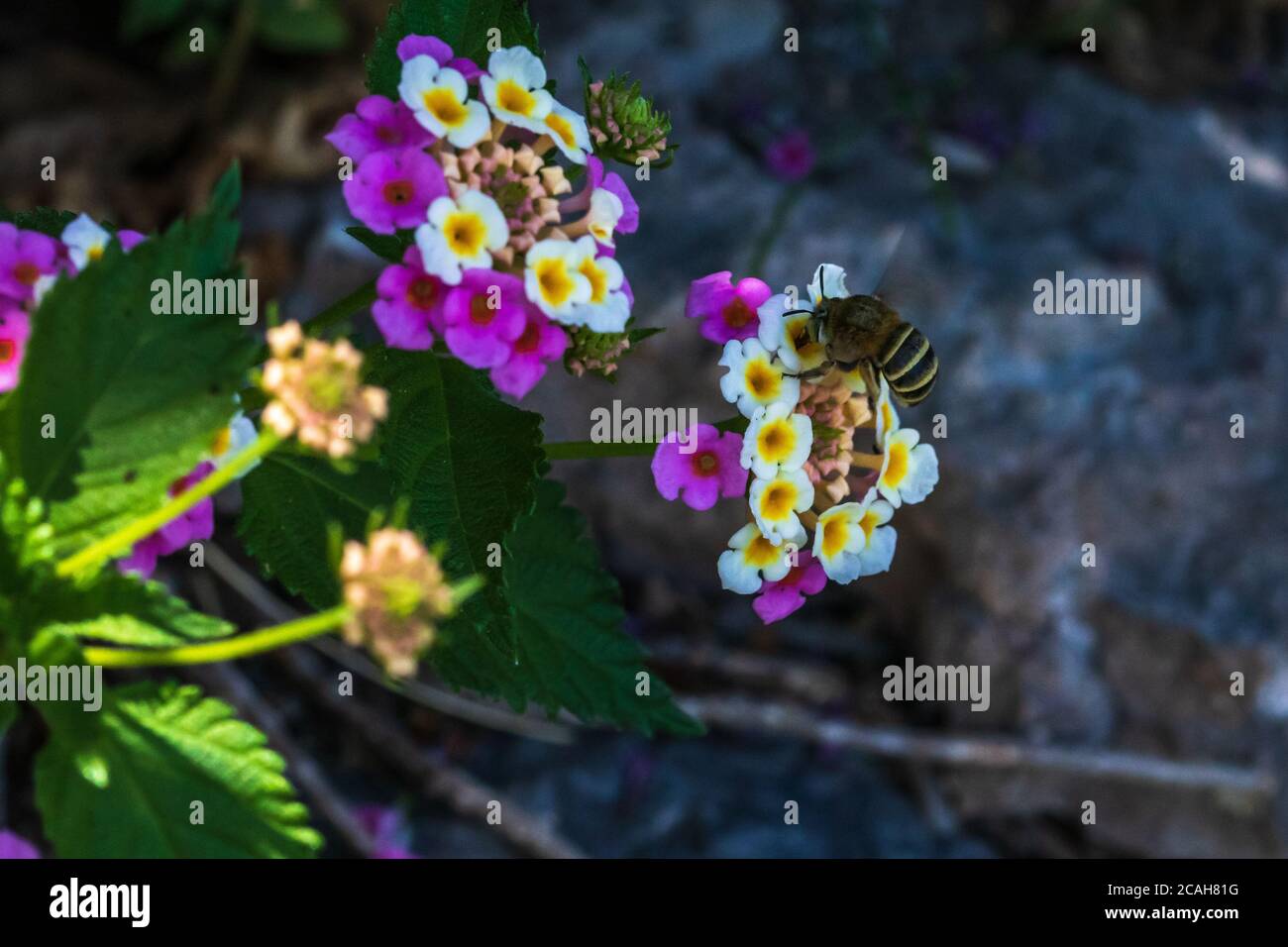 Amegilla garrula, Common Digger Bee Feeding on a Lantana Flower Stock ...