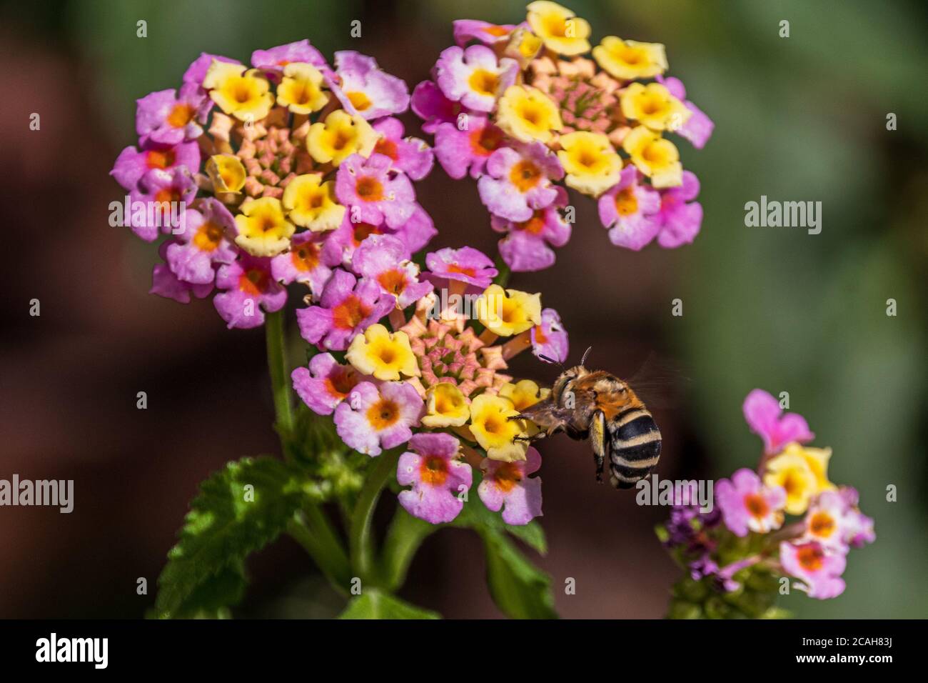 Common digger bees hi-res stock photography and images - Alamy