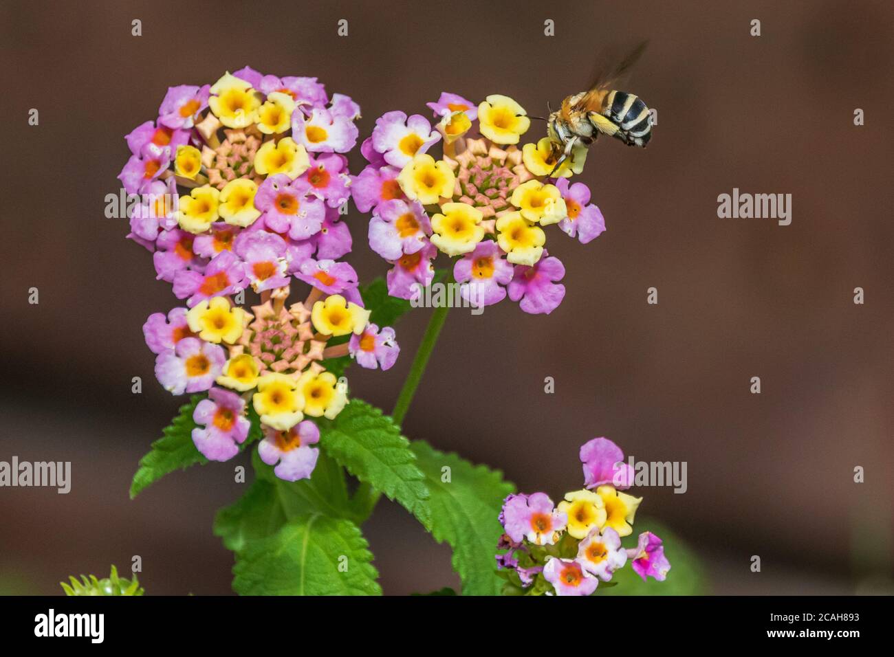 Anthophorini hi-res stock photography and images - Alamy