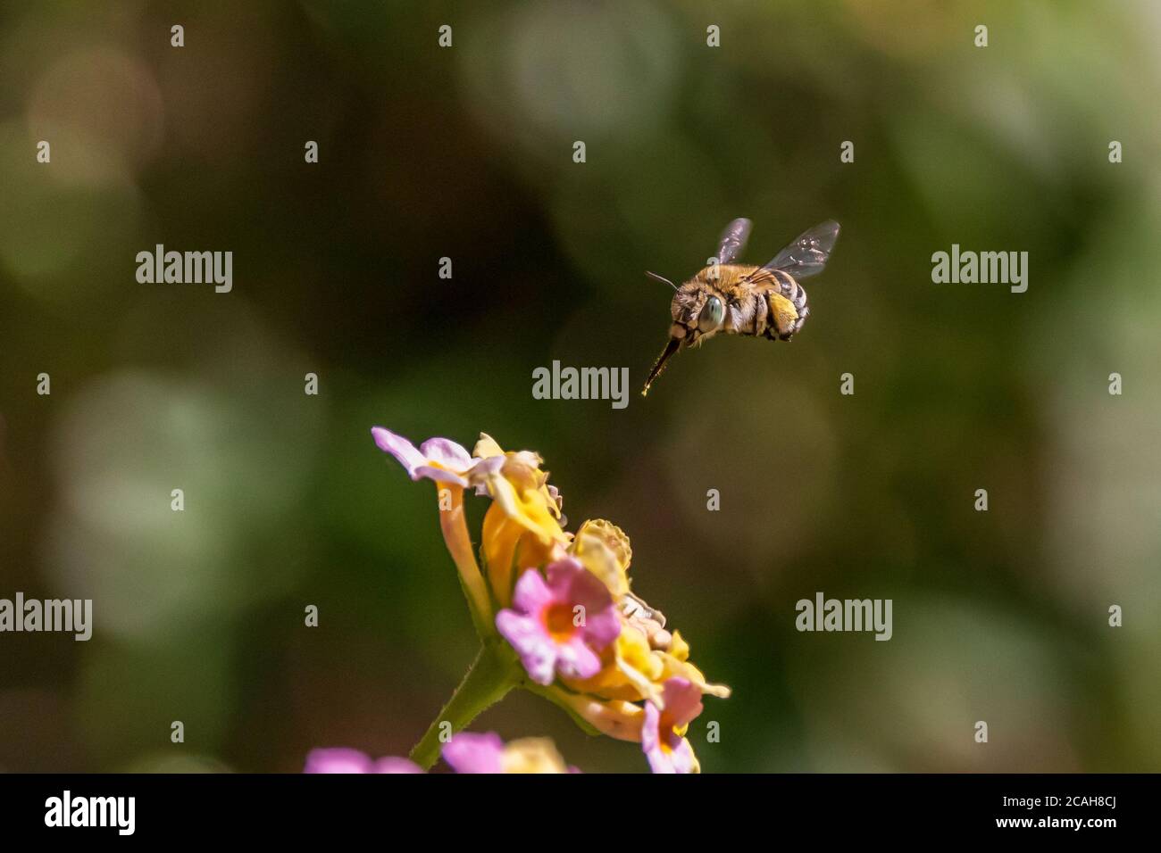 Amegilla High Resolution Stock Photography and Images - Alamy