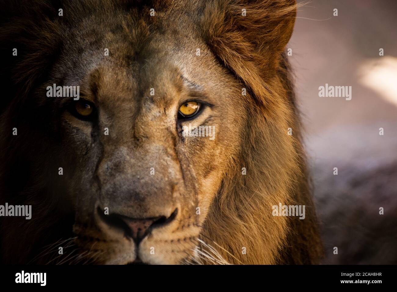 Lion looking straight into the camera Stock Photo - Alamy