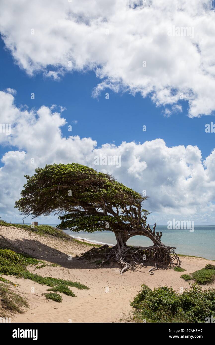 Brazilian typical tree hi-res stock photography and images - Alamy