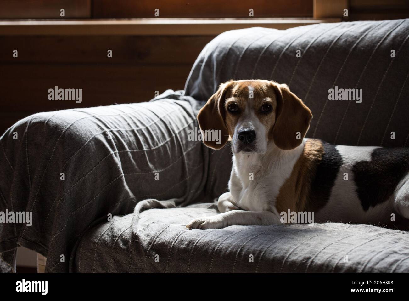 Beagle lying down on sofa in countryside house Stock Photo - Alamy