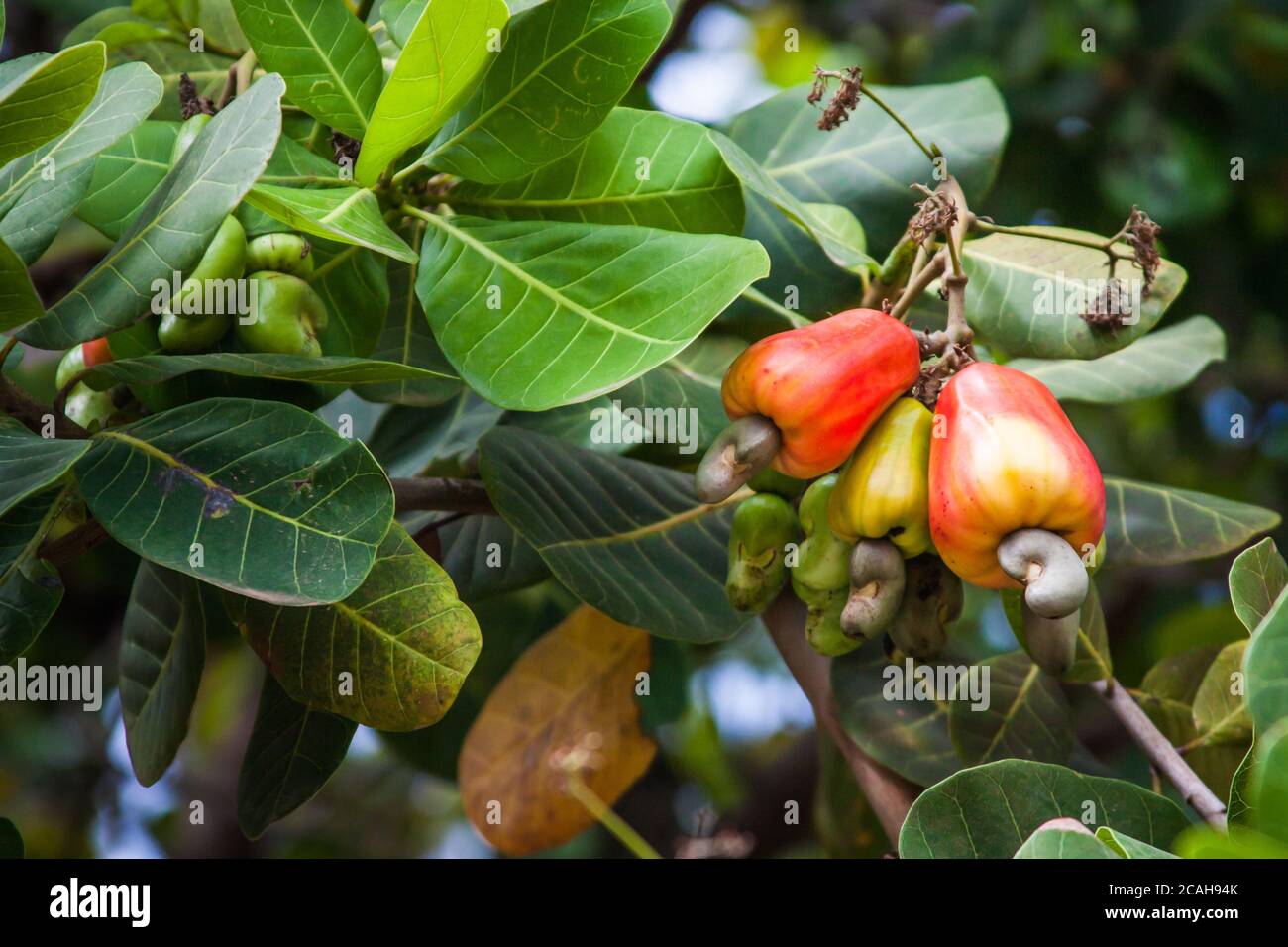 Cashew nut goa hi-res stock photography and images - Alamy