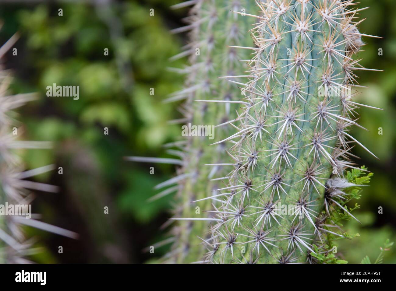 Brazilian cactus hi-res stock photography and images - Alamy