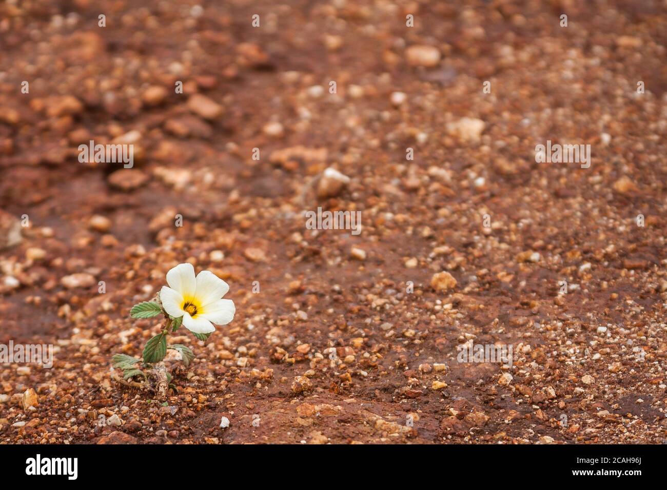 Loneliness concept single flower hi-res stock photography and images ...