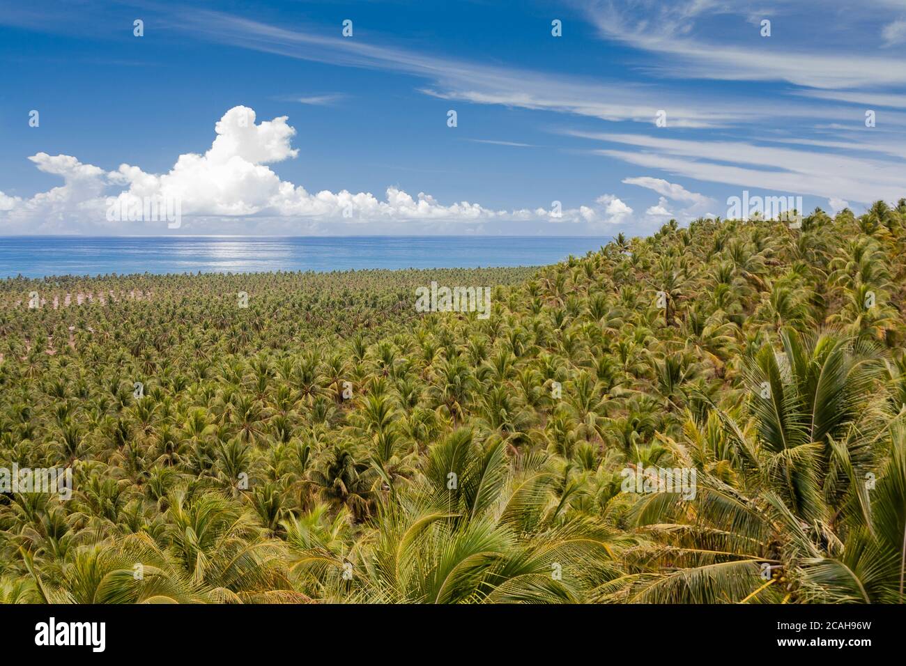 Palm Trees at Gunga Beach - Alagoas - Maceio - Brazil Stock Photo - Alamy