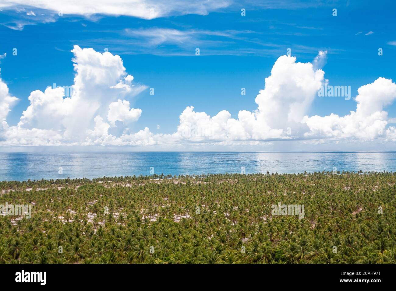 Palm Trees at Gunga Beach - Alagoas - Maceio - Brazil Stock Photo - Alamy