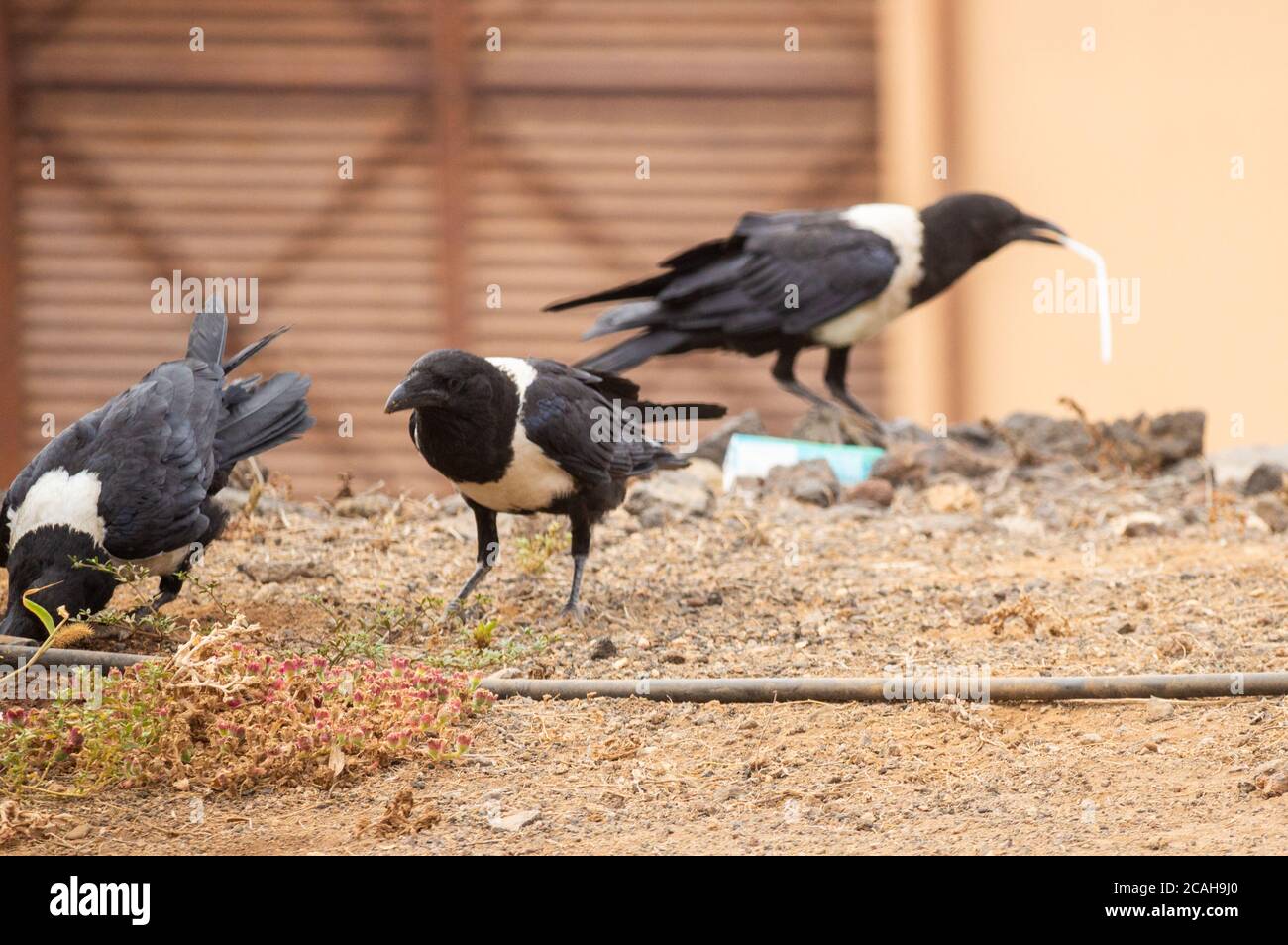 The crow and the canary hi-res stock photography and images - Alamy