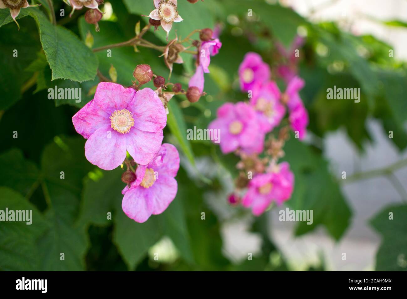 Rubus odoratus hi-res stock photography and images - Alamy