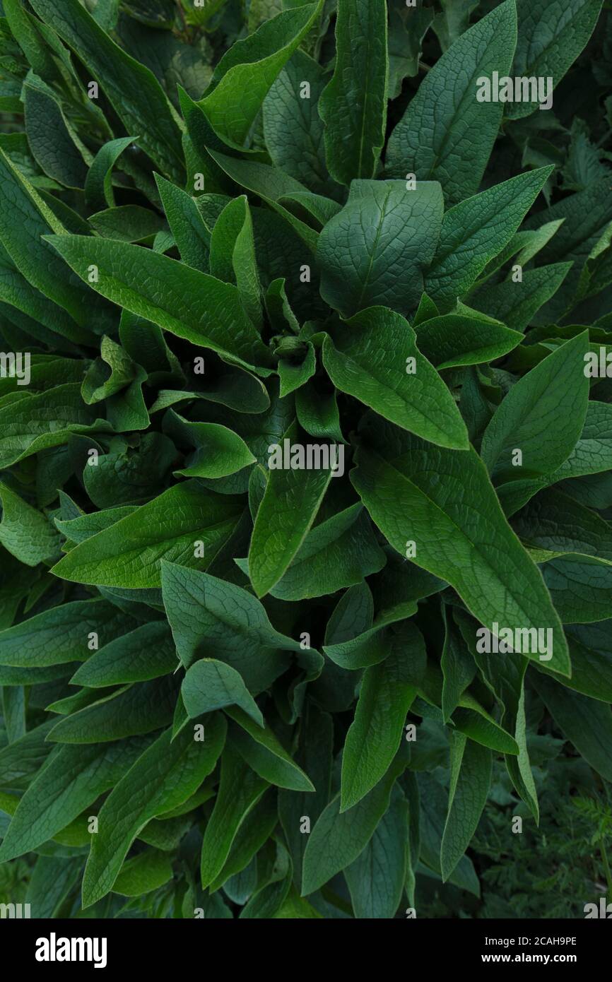 Spring green wild plant leaves foliage simple nature background Stock ...