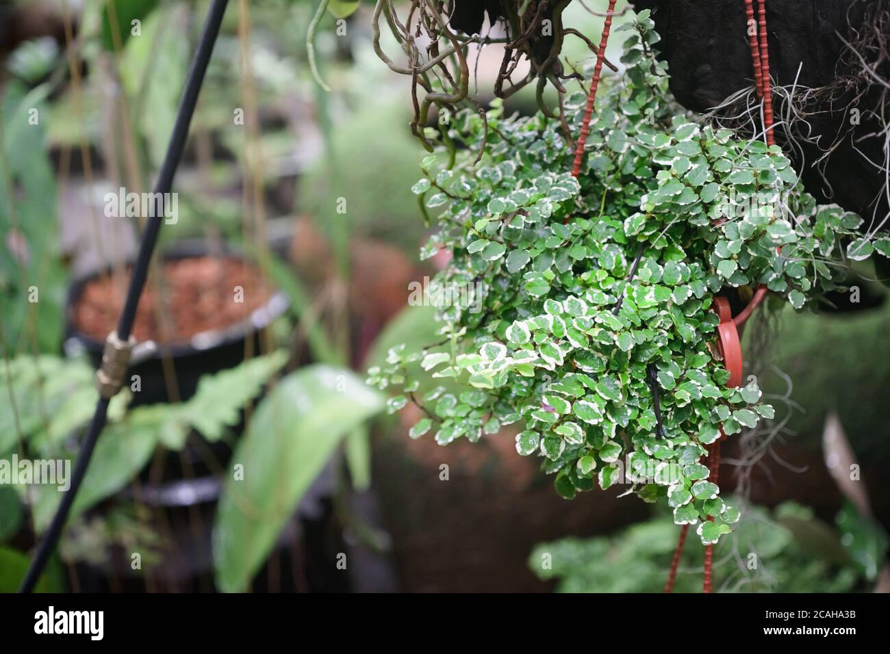 Creeping fig (ficus pumila) hi-res stock photography and images - Alamy