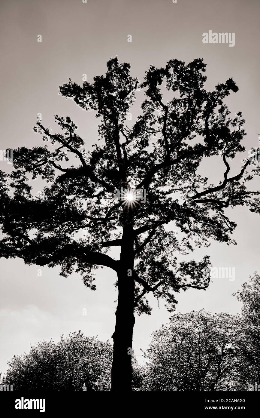 An old Oak tree in spring backlit by the sun - spring summer sunlight ...