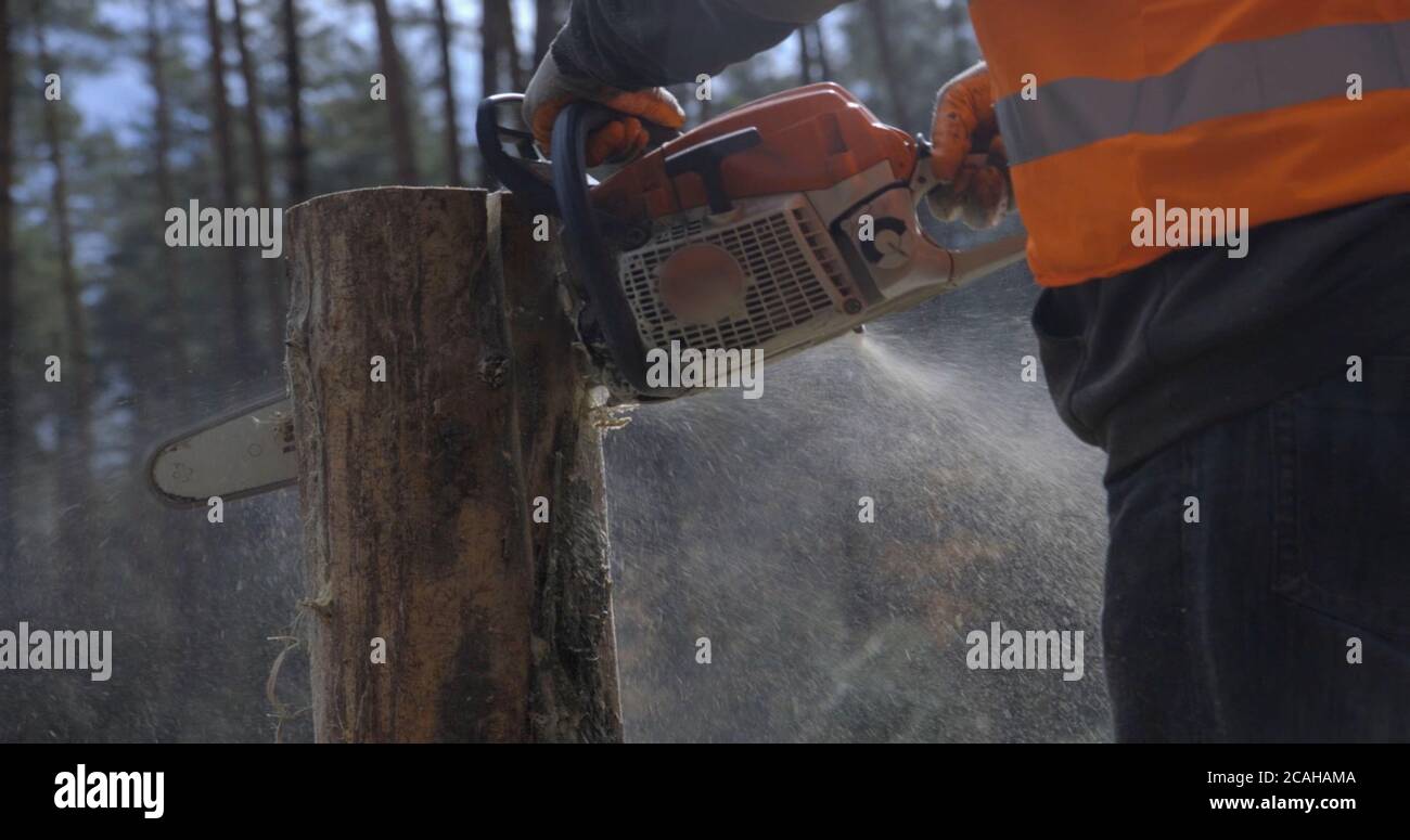 Chainsaw. Close-up of woodcutter sawing chain saw in motion, sawdust ...