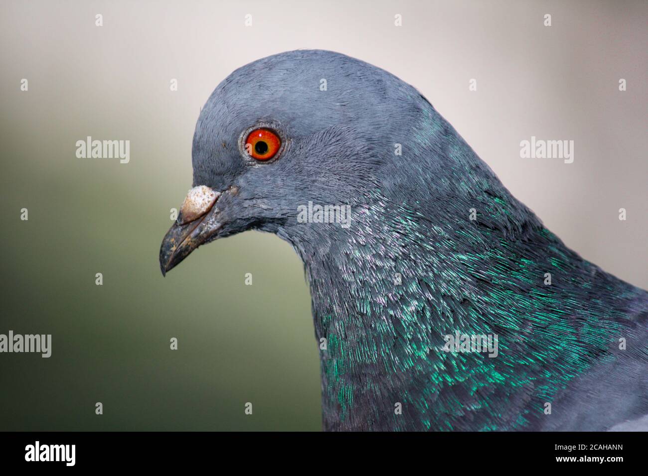 Dove head on blurred green background Stock Photo - Alamy