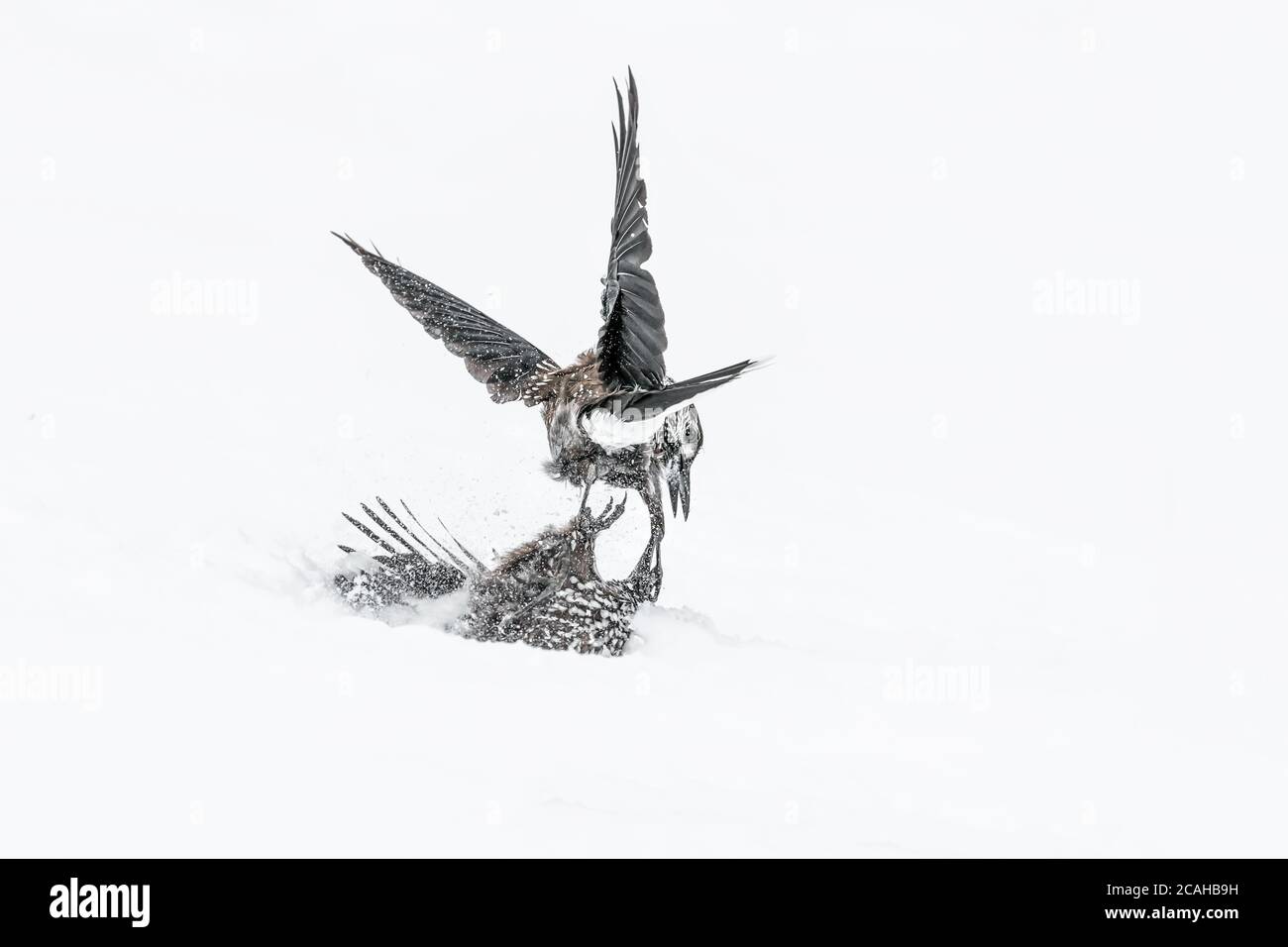 Fly strike in animals hi-res stock photography and images - Alamy