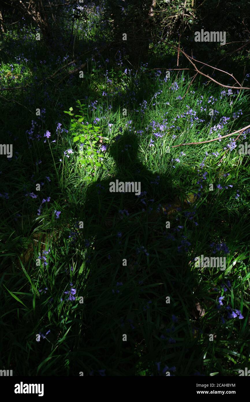 A dark shadow figure of a naturalist in a spring woodland nature ...
